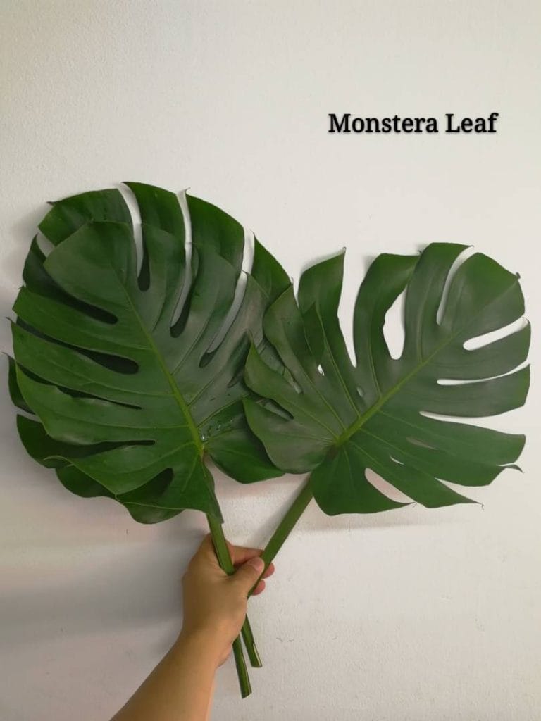 Monstera Leaf – Floralife Sdn Bhd