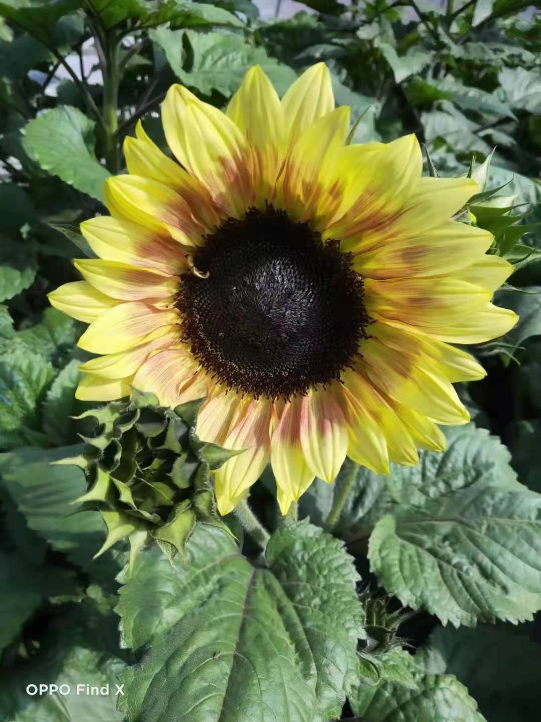 Sunflower Two Tone Cream – Floralife Sdn Bhd