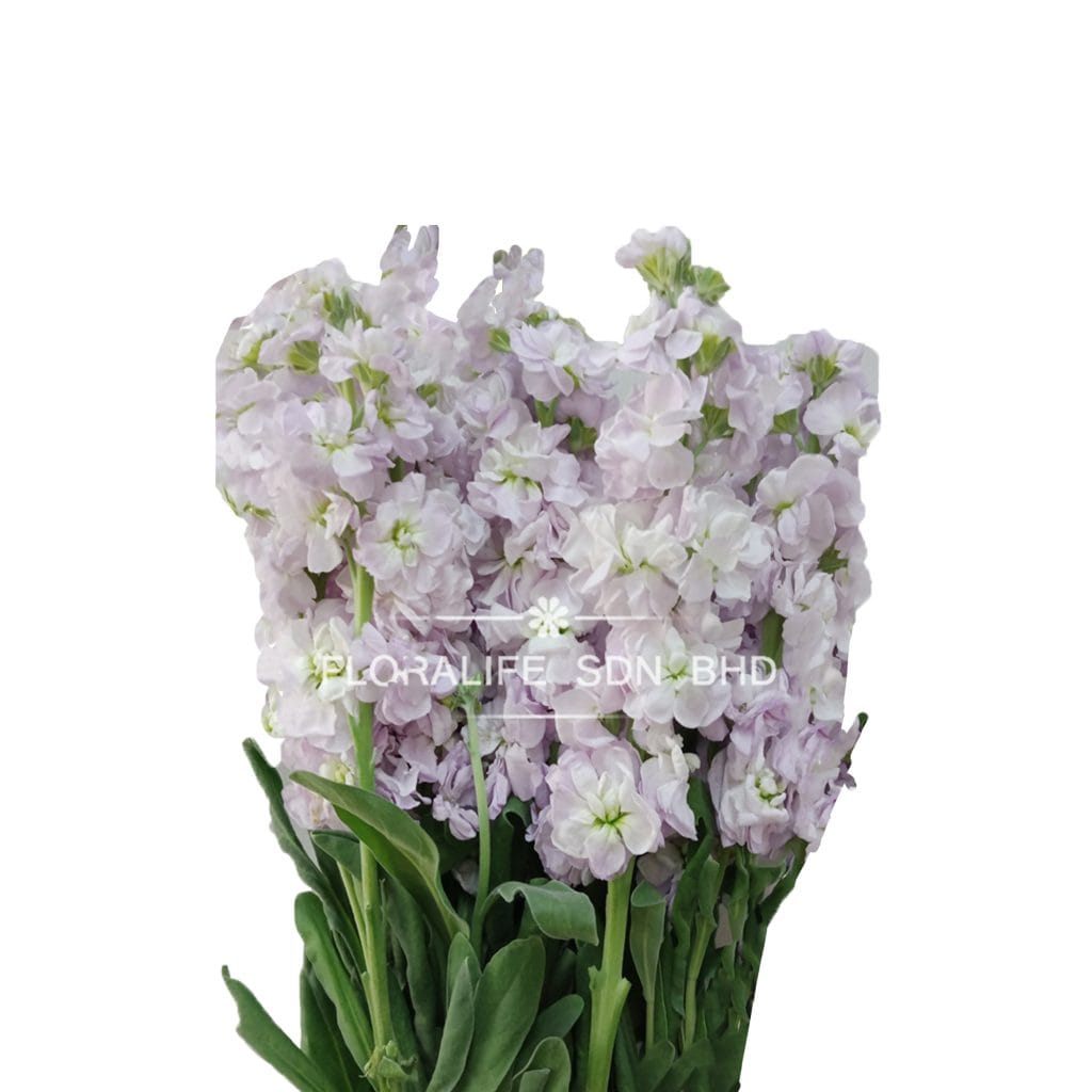 Matthiola - Floralife Sdn Bhd