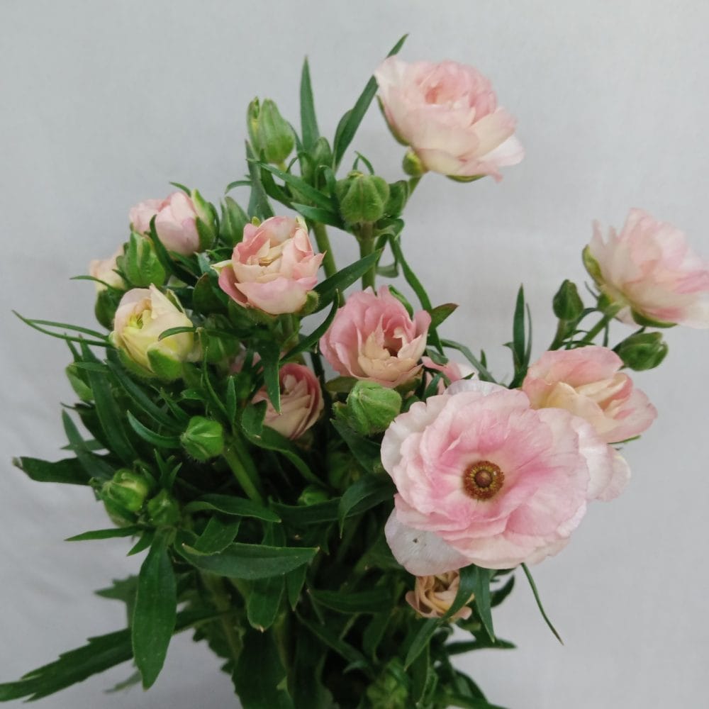 Ranunculus – Floralife Sdn Bhd