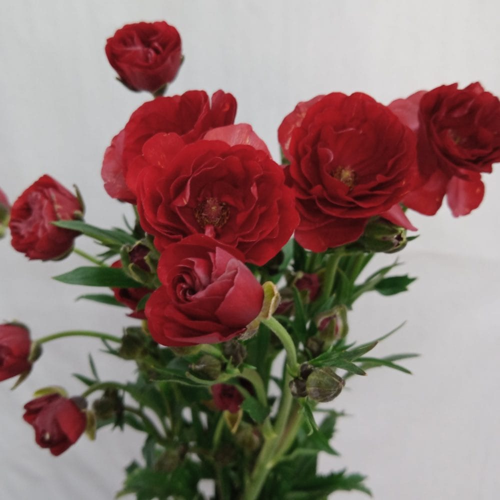 Ranunculus – Floralife Sdn Bhd