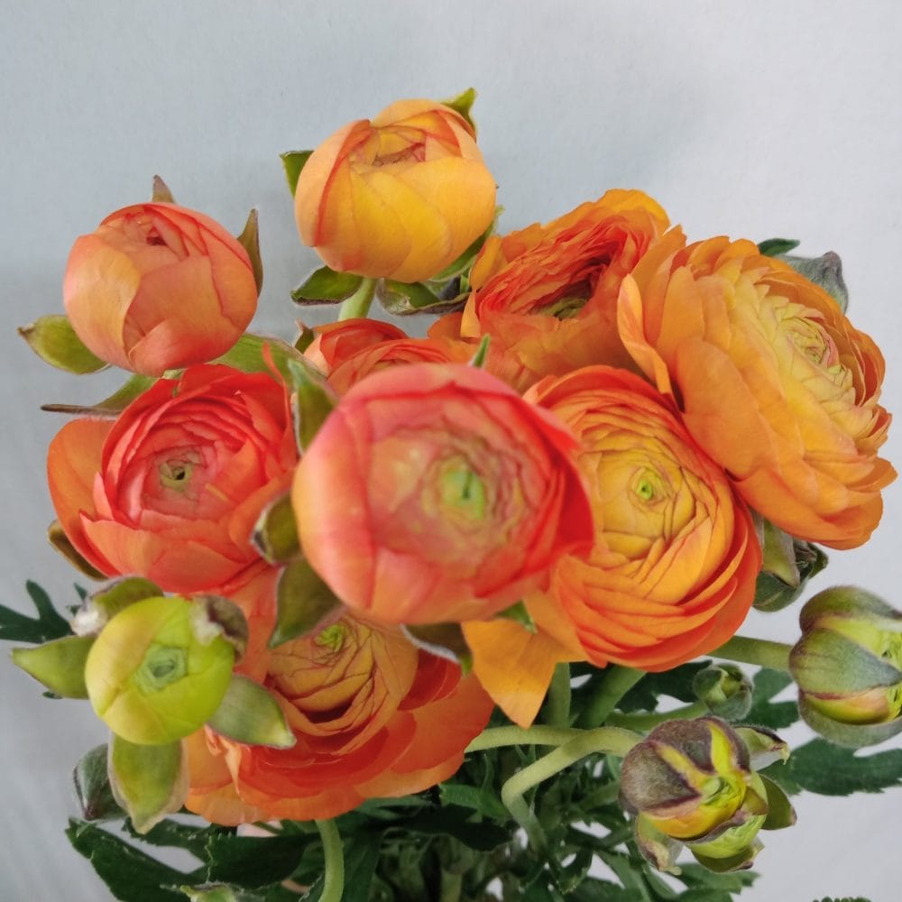 Ranunculus – Floralife Sdn Bhd