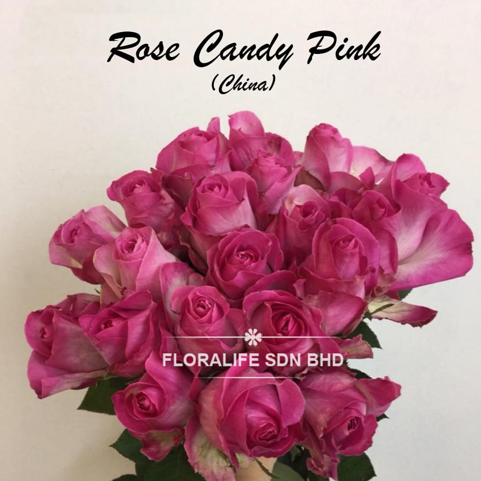 Rose Candy Pink 糖果雪山 (China) – Floralife Sdn Bhd