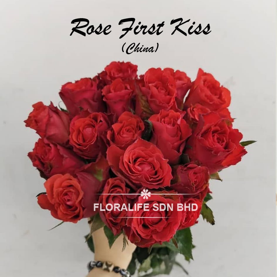 Rose First Kiss 初吻 (China) – Floralife Sdn Bhd