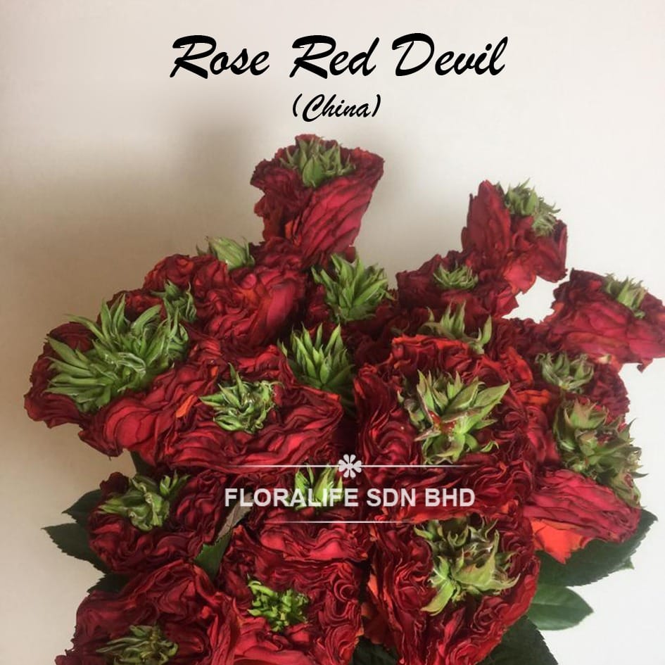 Rose Red Devil 红色小怪兽 (China) – Floralife Sdn Bhd
