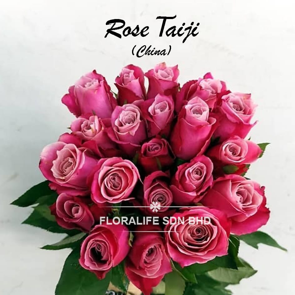 Rose Tai Ji 泰姬 (China) – Floralife Sdn Bhd