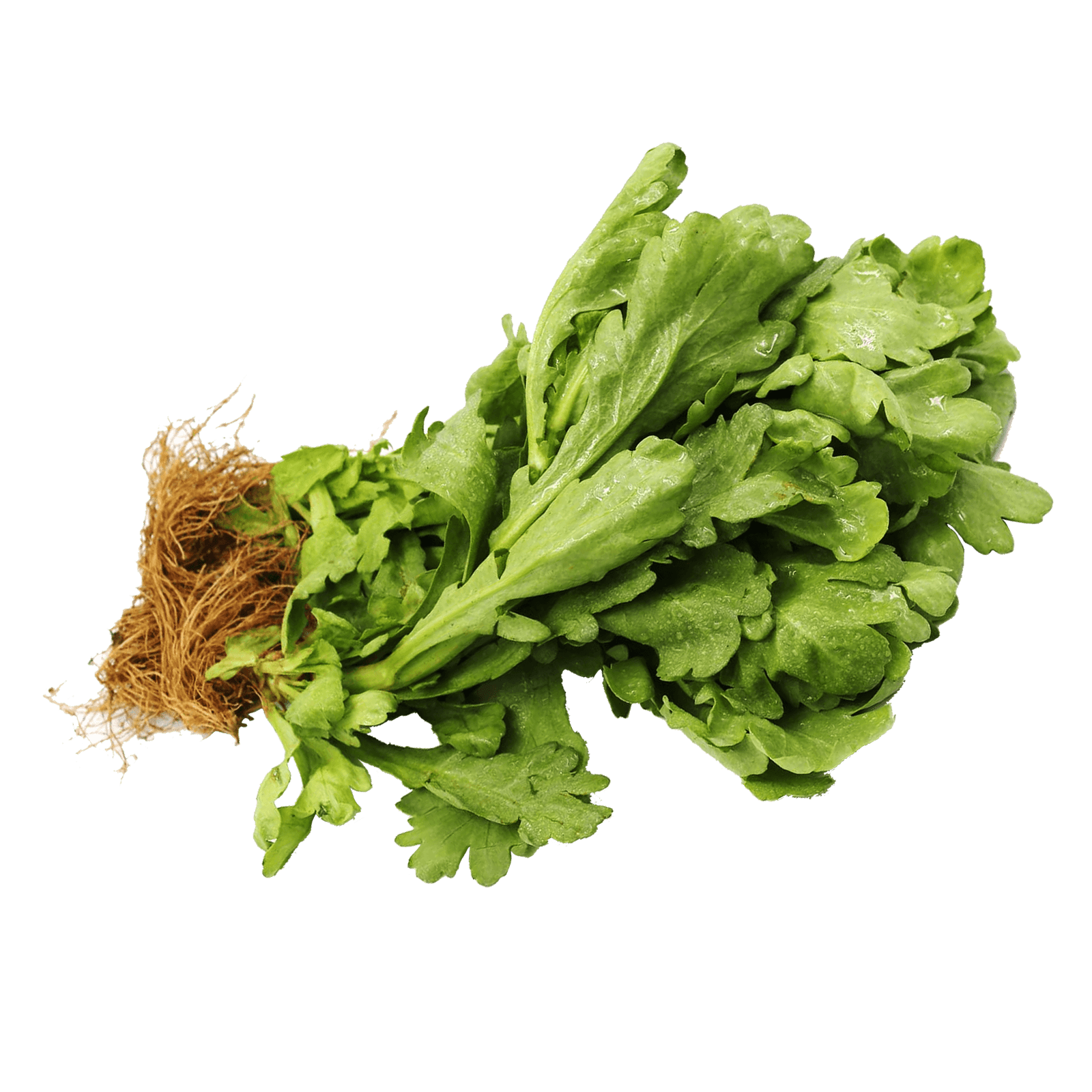 Tong Ho 茼蒿 (400g+-) – Floralife Sdn Bhd