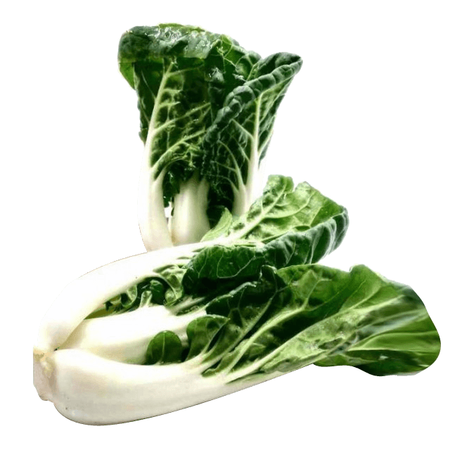 Xiao Nai Bai 小奶白 (300g+-) – Floralife Sdn Bhd