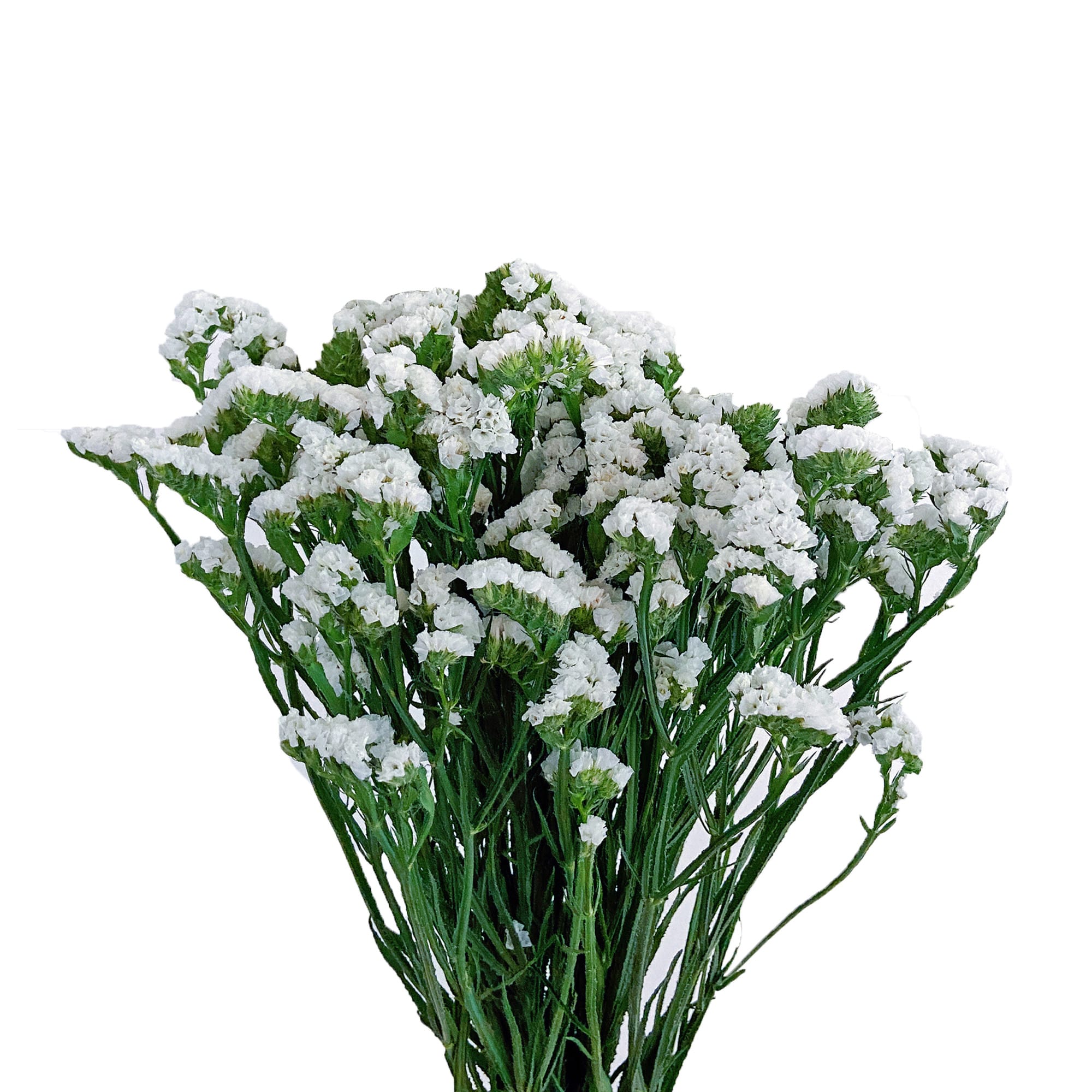 Statice – Floralife Sdn Bhd